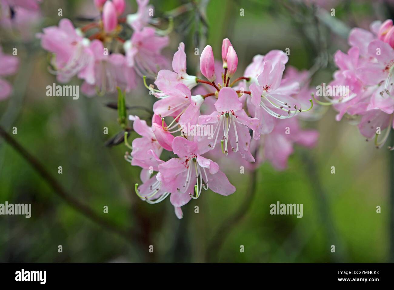 Pink Azalea Flowers - Maine Stock Photo - Alamy