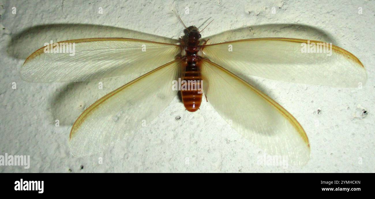 Macrotermes hi-res stock photography and images - Alamy