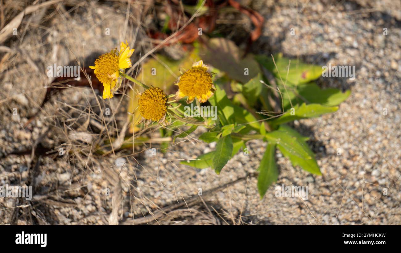 common sneezeweed (Helenium autumnale Stock Photo - Alamy