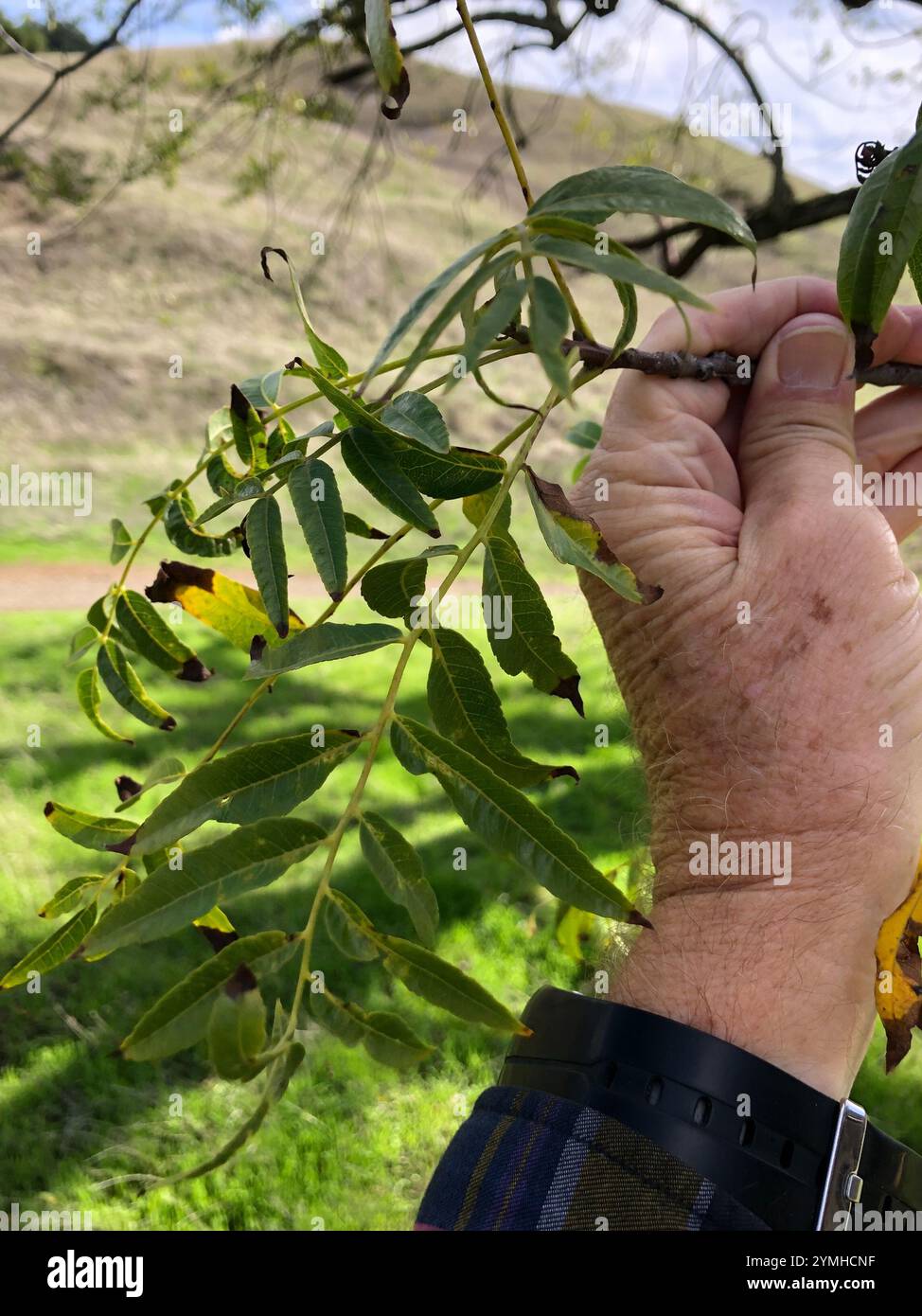 northern California black walnut (Juglans hindsii Stock Photo - Alamy