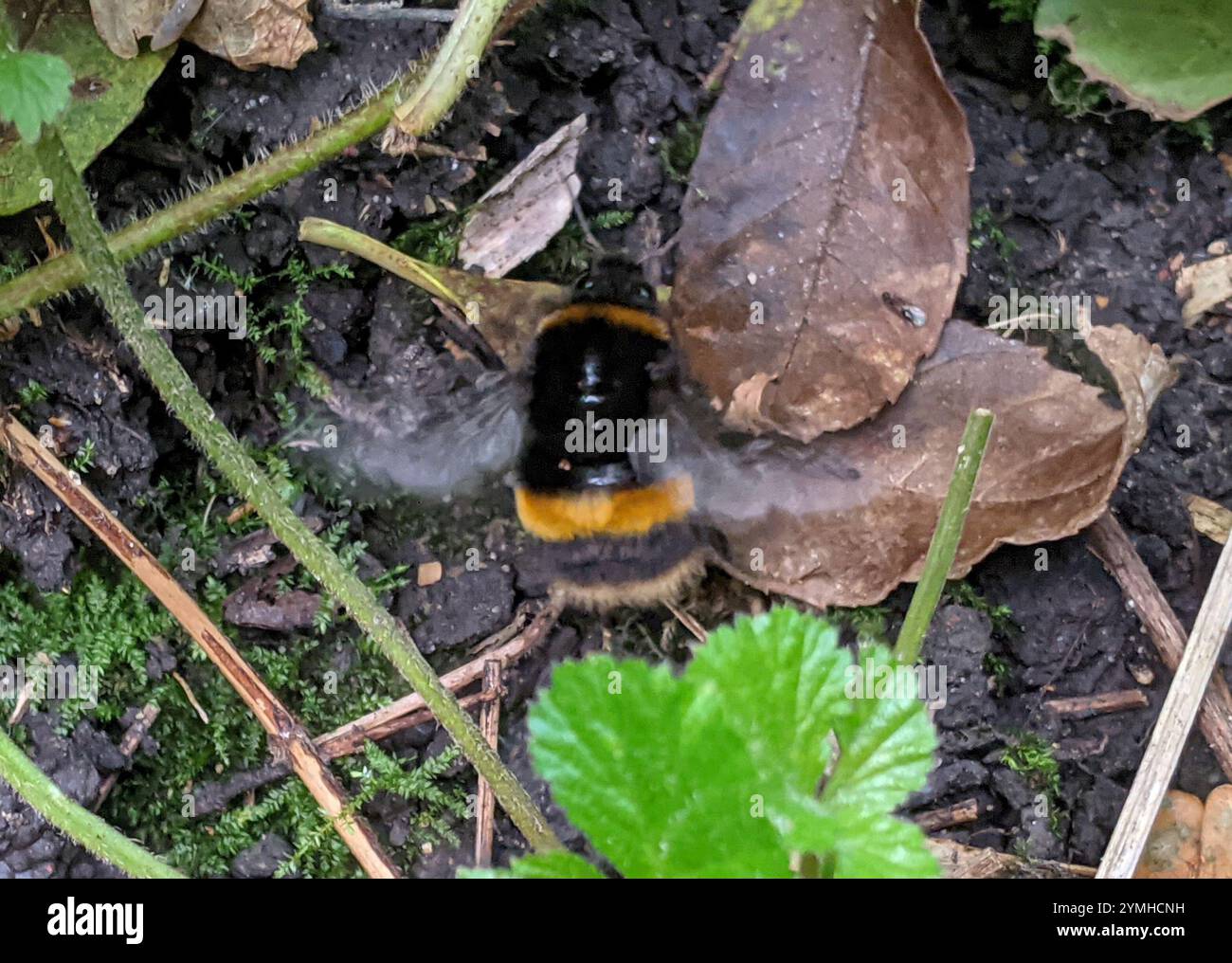 Buff-tailed Bumble Bee (Bombus terrestris Stock Photo - Alamy