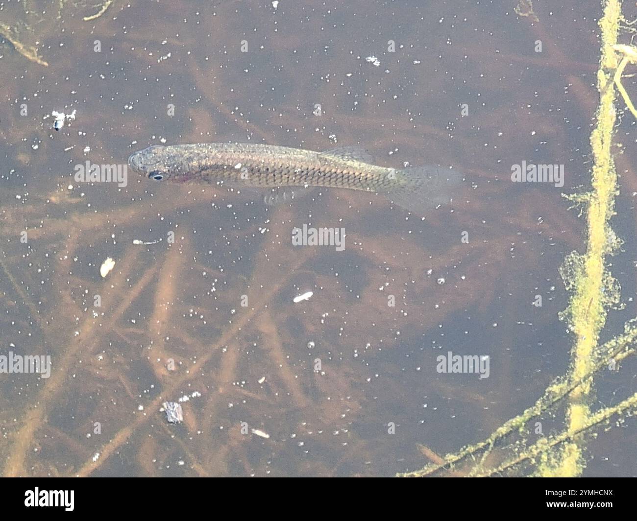 Mosquitofish gambusia affinis hi-res stock photography and images - Alamy
