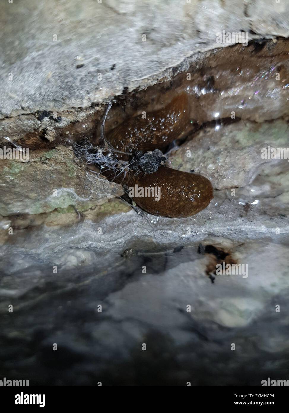 Yellow slug limacus flavus hi-res stock photography and images - Alamy