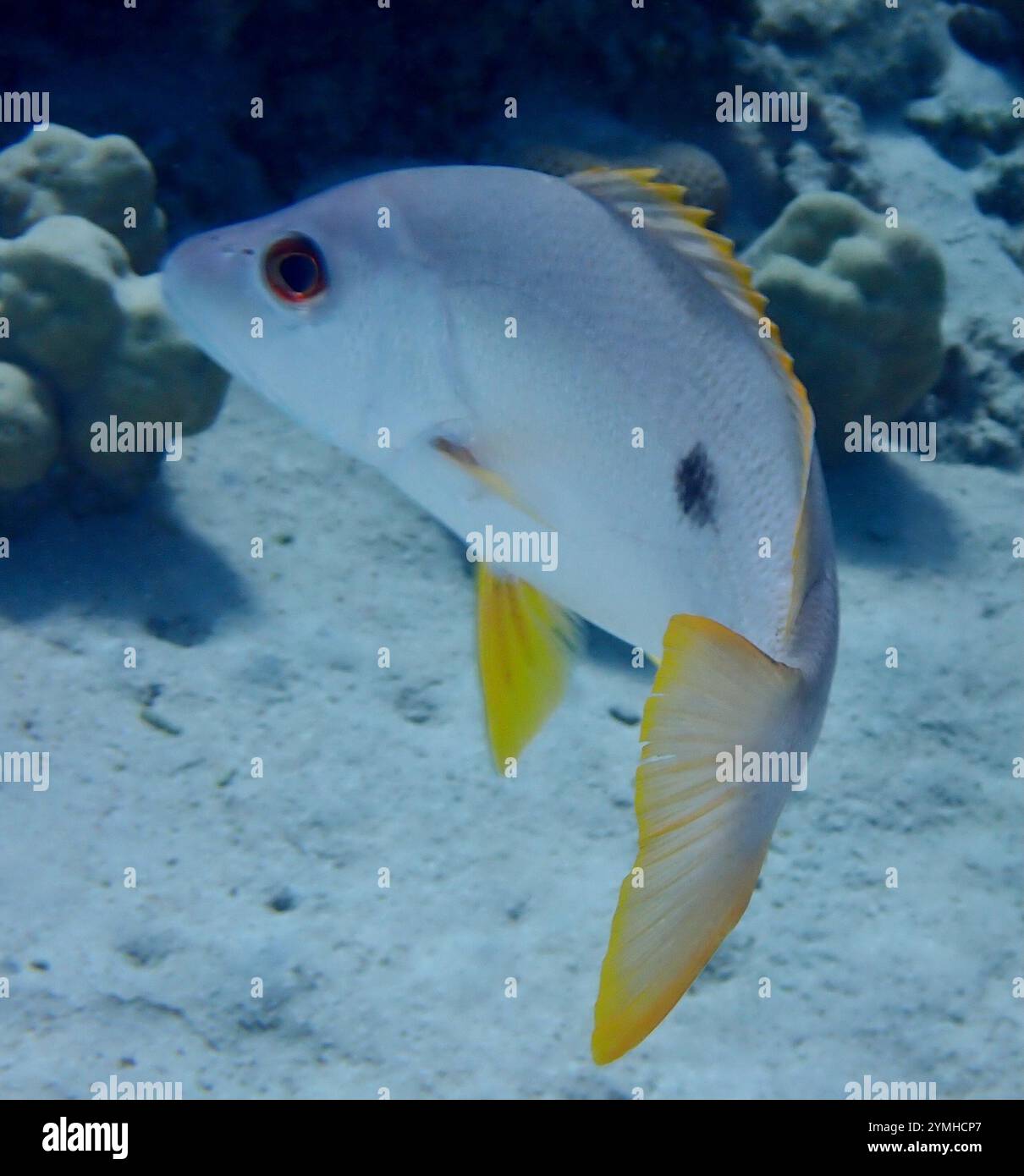 Onespot Snapper (Lutjanus monostigma Stock Photo - Alamy