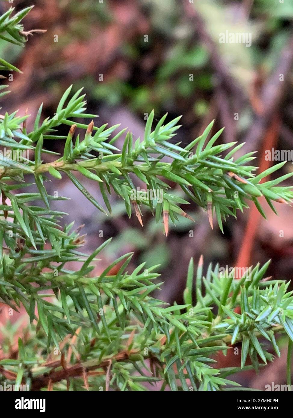 Seaside Juniper (Juniperus maritima Stock Photo - Alamy