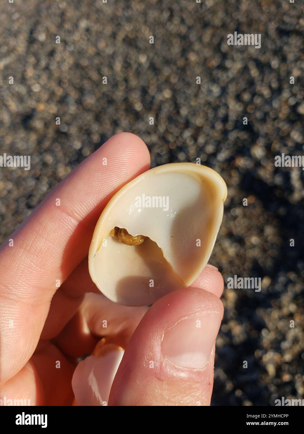 Common Atlantic Slippersnail (Crepidula fornicata Stock Photo - Alamy