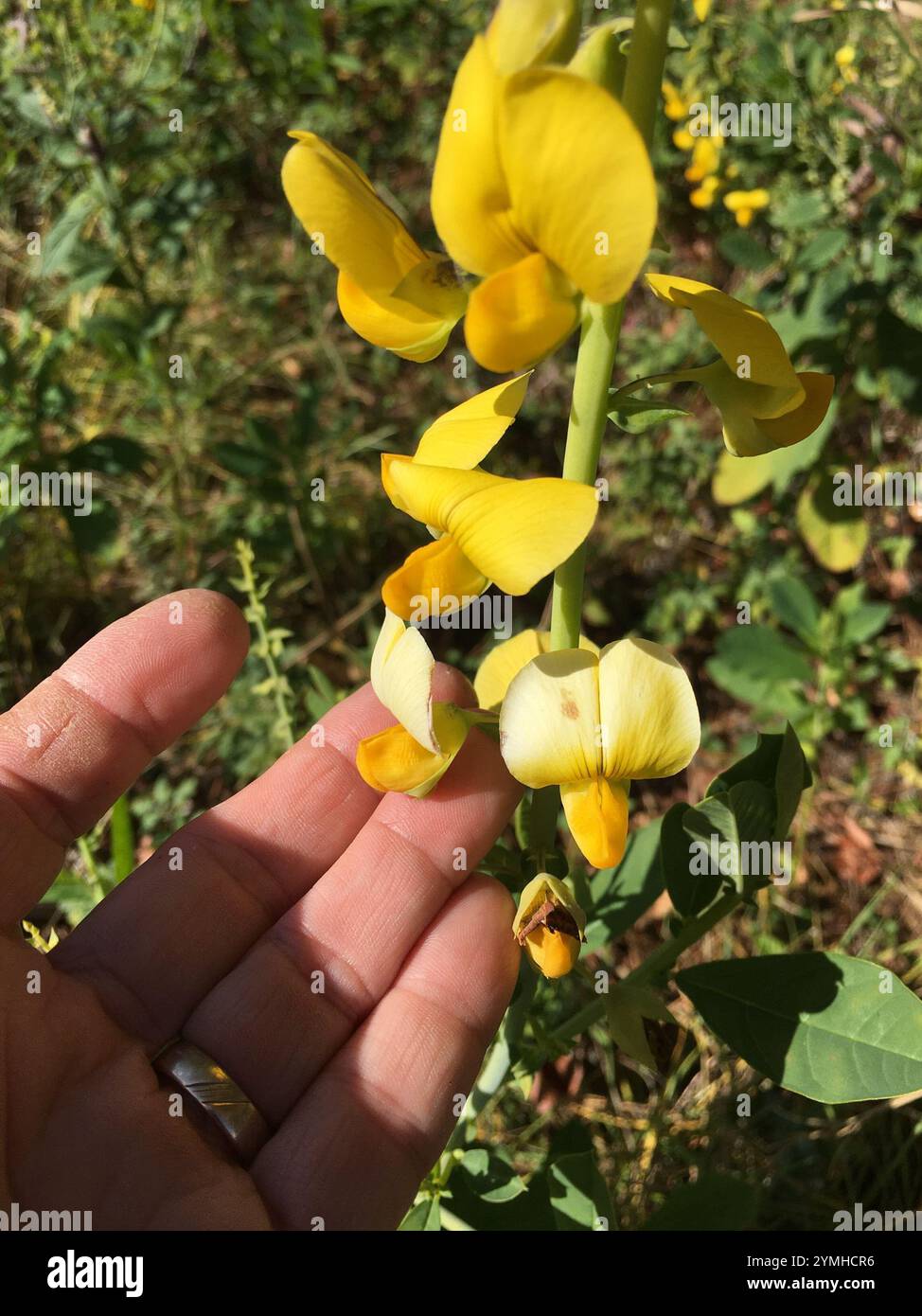 Showy Rattlebox (Crotalaria spectabilis Stock Photo - Alamy