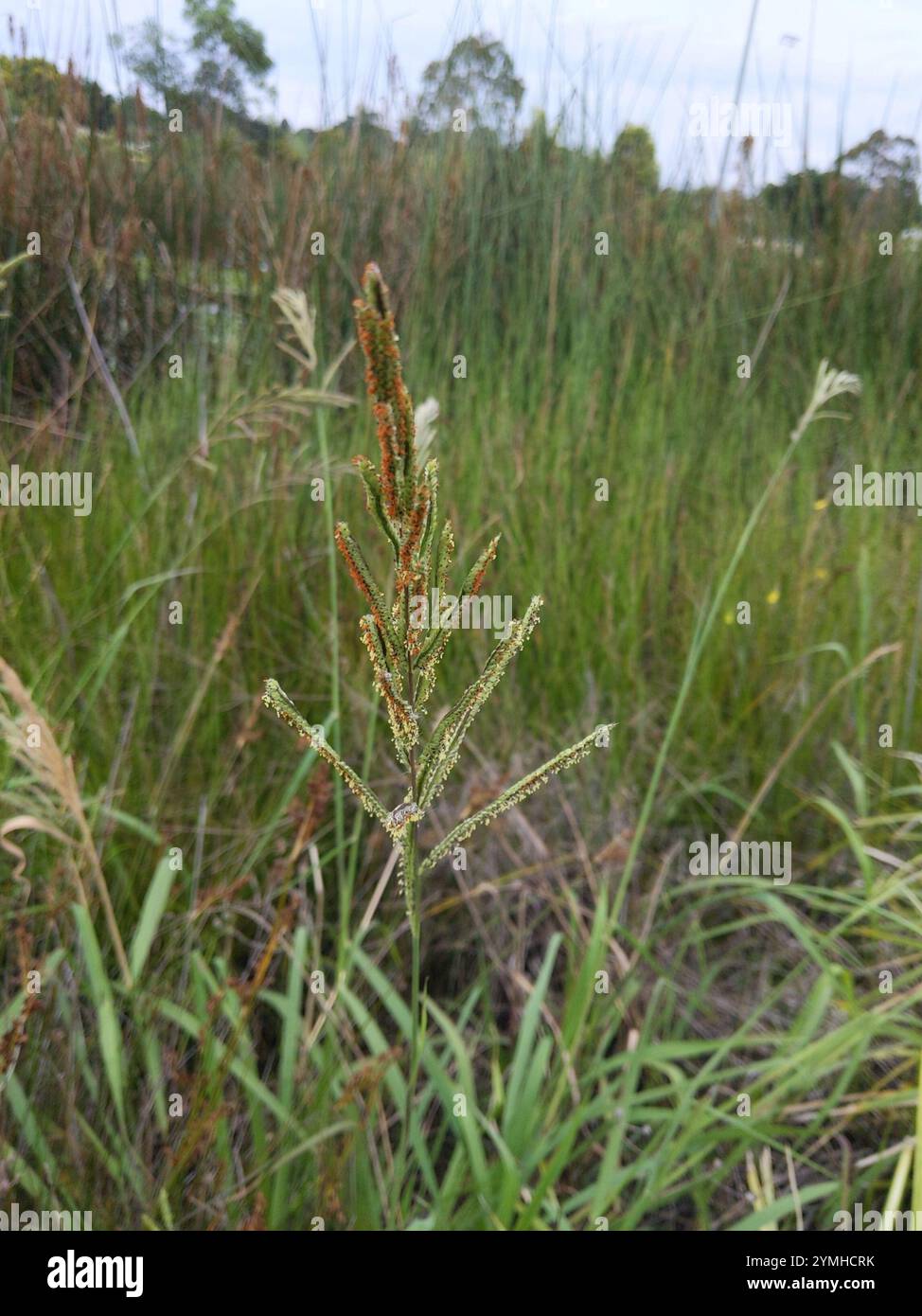 Vasey Grass (Paspalum urvillei Stock Photo - Alamy