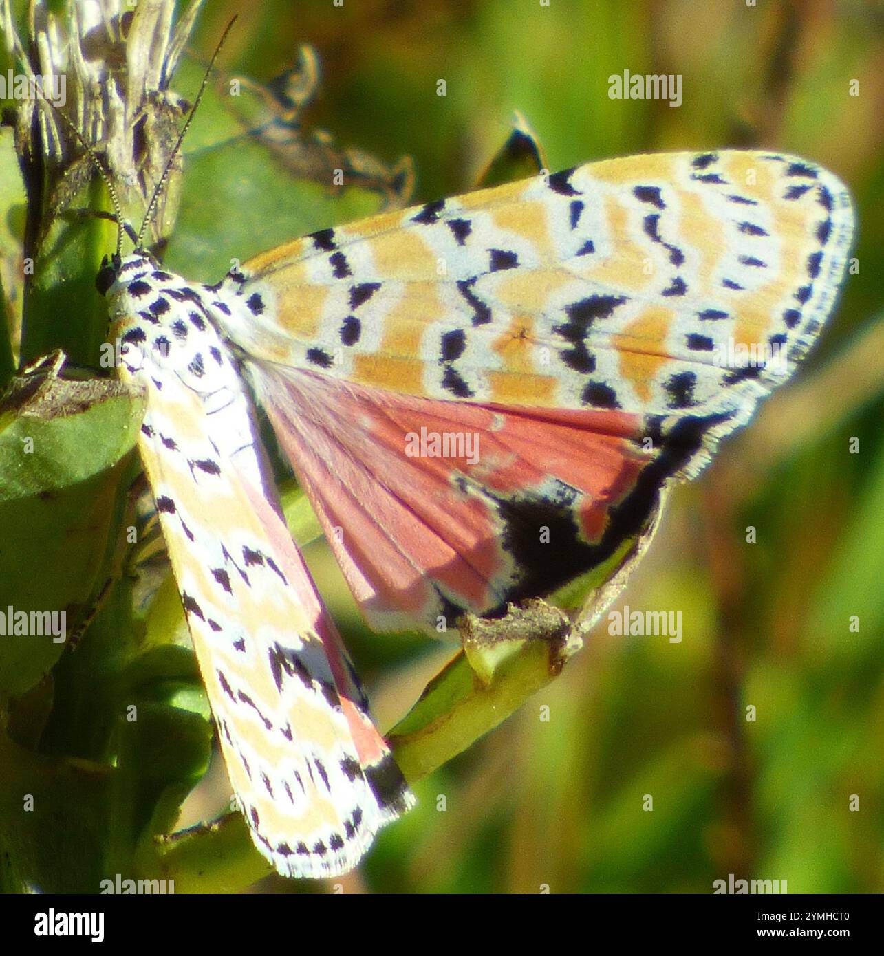 Utetheisa bella hi-res stock photography and images - Alamy