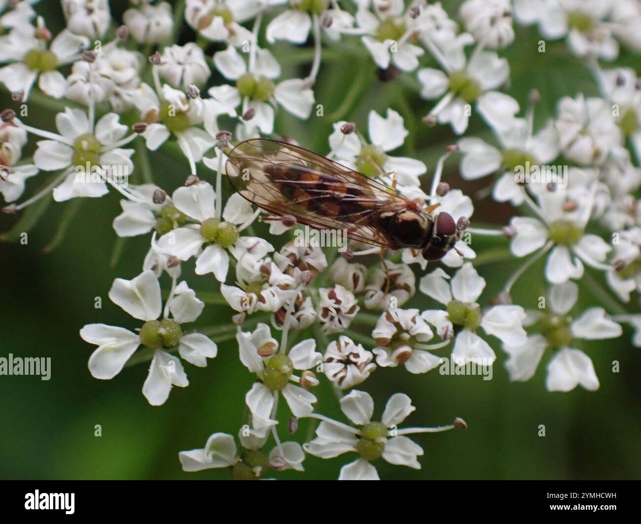 Variable Duskyface Fly (Melanostoma mellinum Stock Photo - Alamy