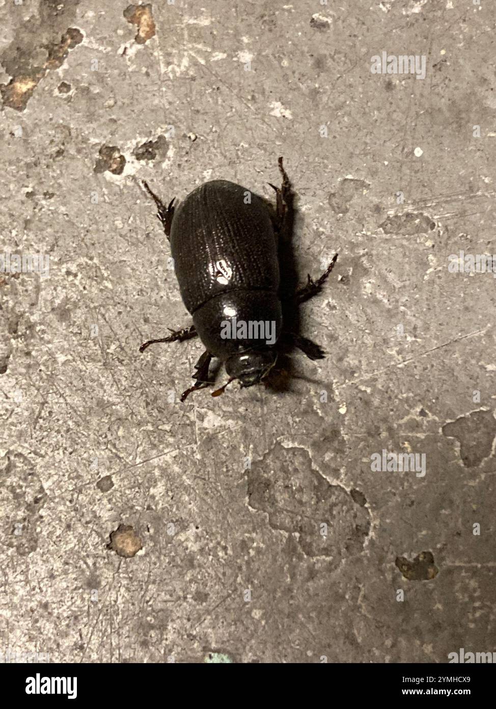 Sugarcane beetle hi-res stock photography and images - Alamy