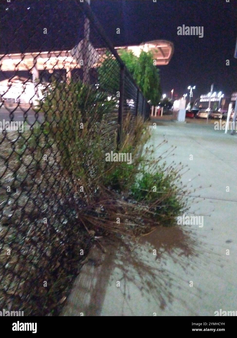 False hawkbit hi-res stock photography and images - Alamy