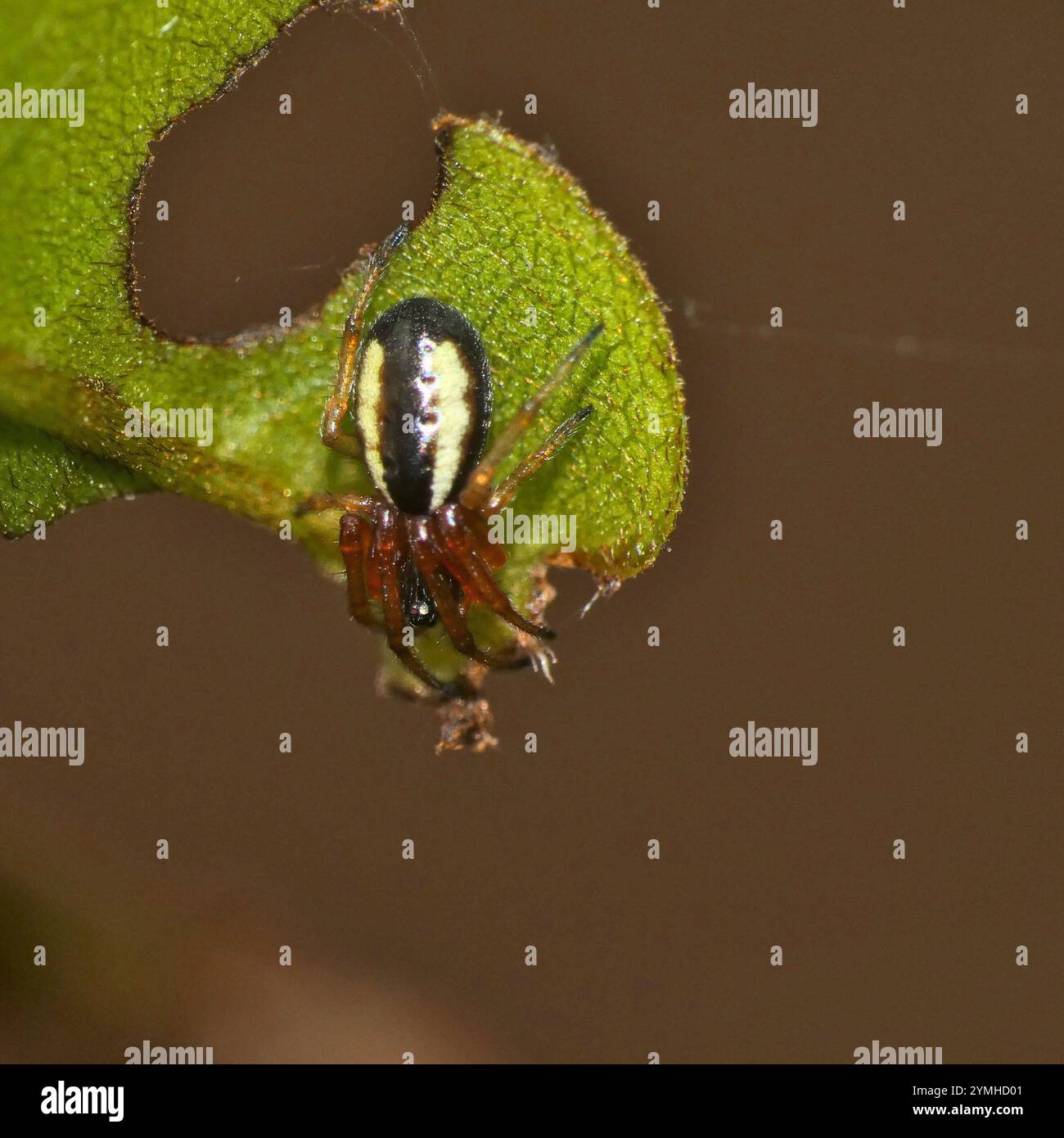 Banded Stone-nest Spider (Nemoscolus cotti Stock Photo - Alamy