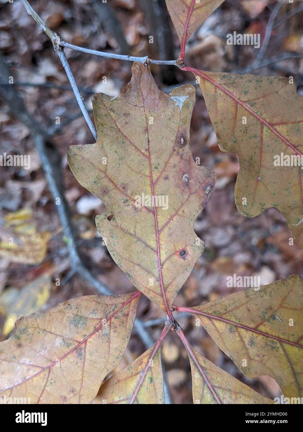 oak flake gall wasp (Neuroterus quercusverrucarum Stock Photo - Alamy