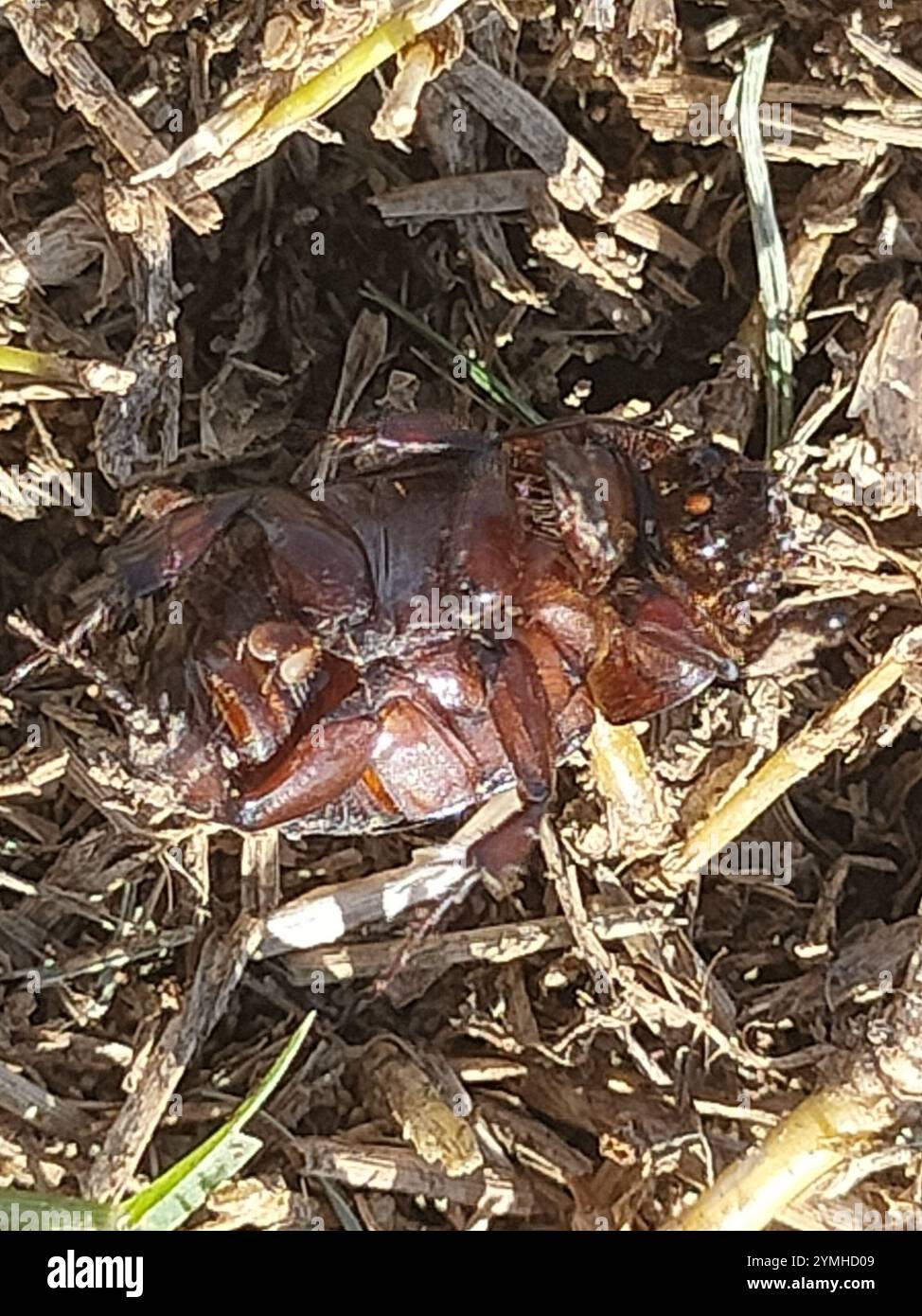 African Black Beetle (Heteronychus arator Stock Photo - Alamy