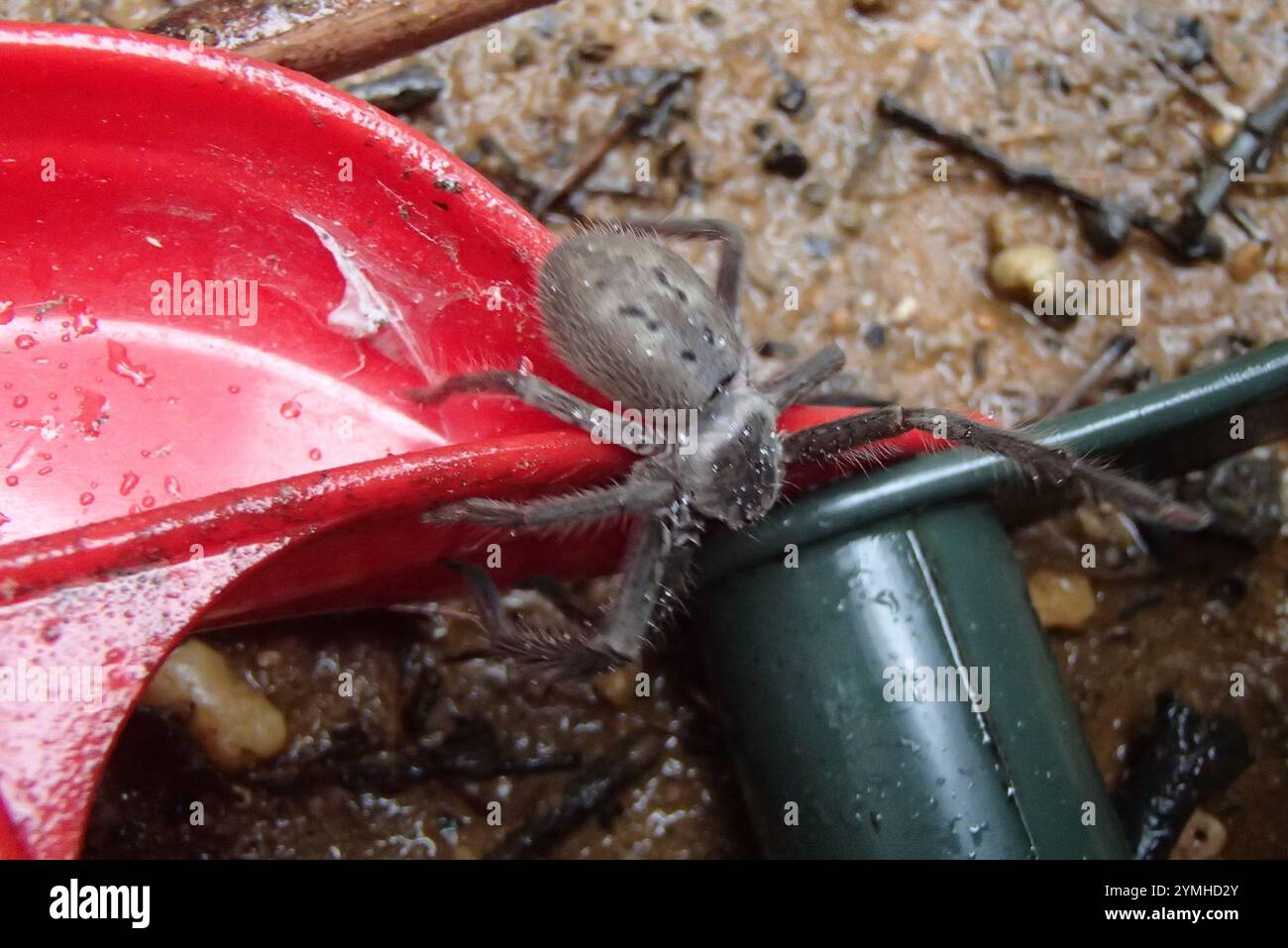 Grey huntsman hi-res stock photography and images - Alamy