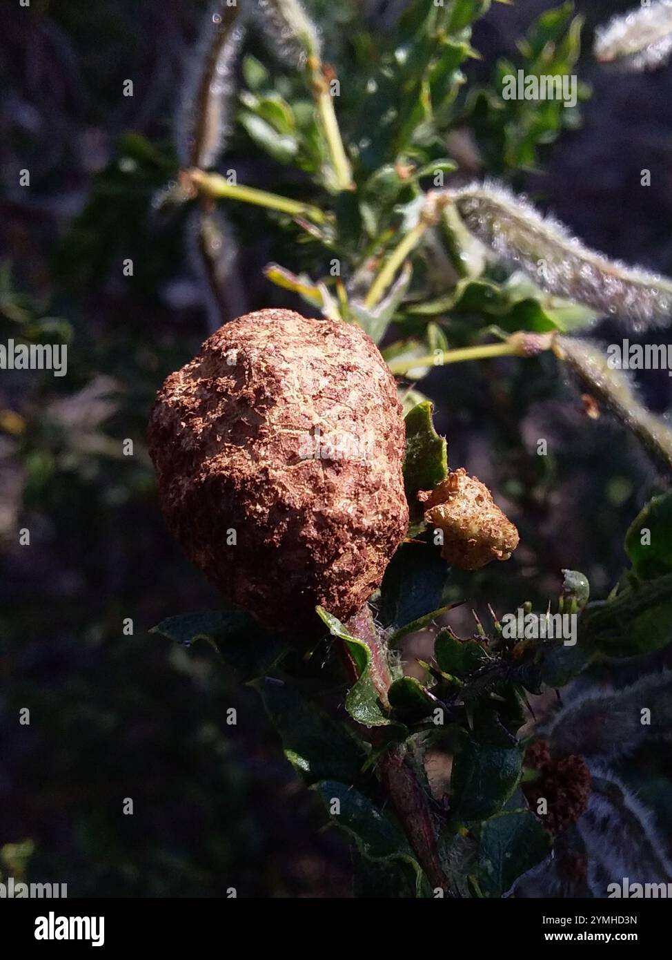 Kangaroo Thorn Gall Rust (Uromycladium paradoxae Stock Photo - Alamy