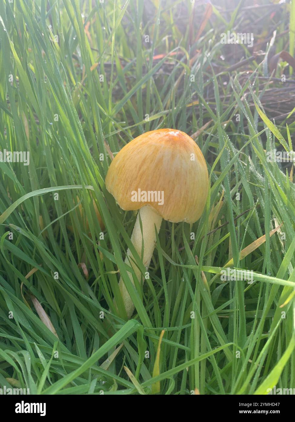 Bolbitius hi-res stock photography and images - Alamy
