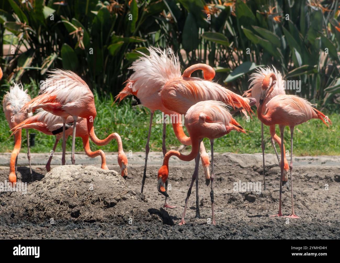 Phoenicopterus ruber flamencos Stock Photo - Alamy