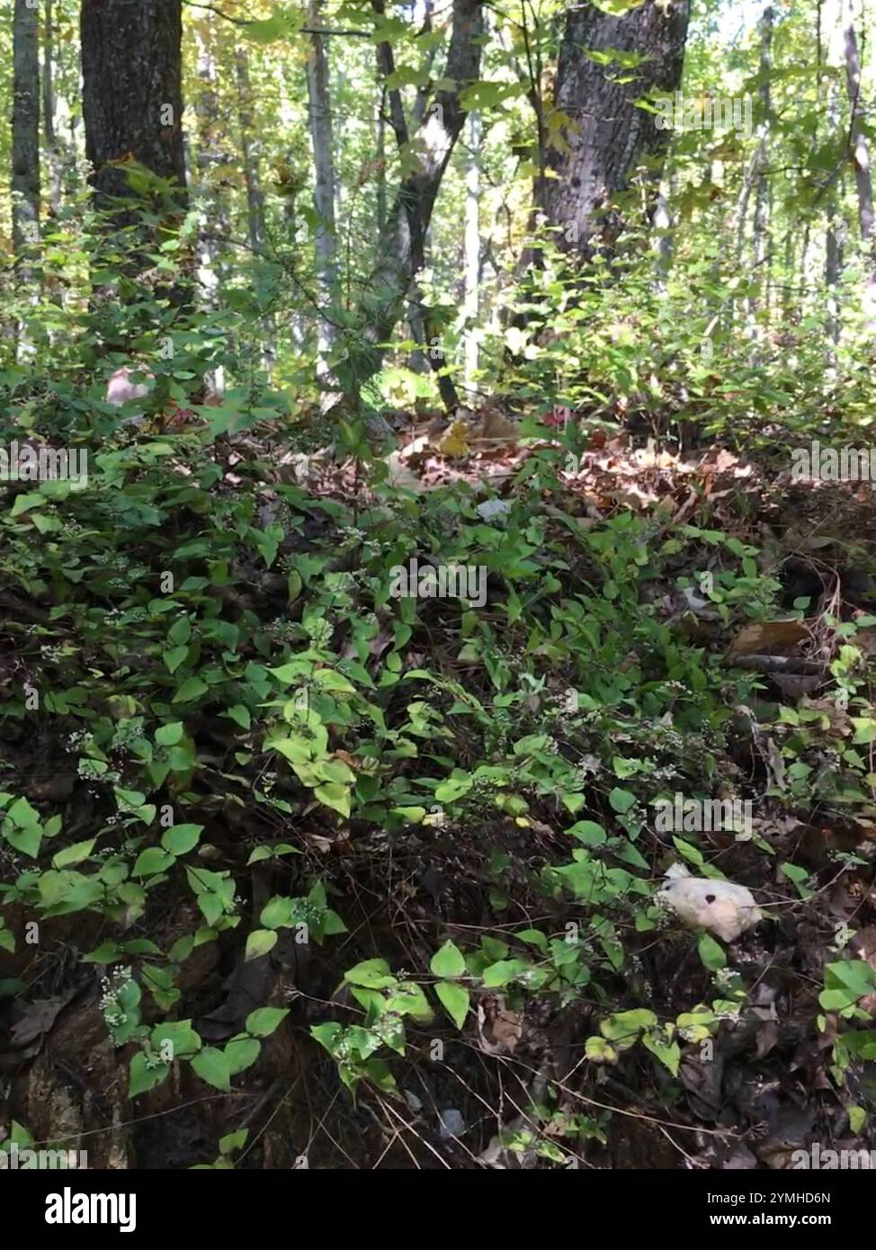 common dittany (Cunila origanoides Stock Photo - Alamy