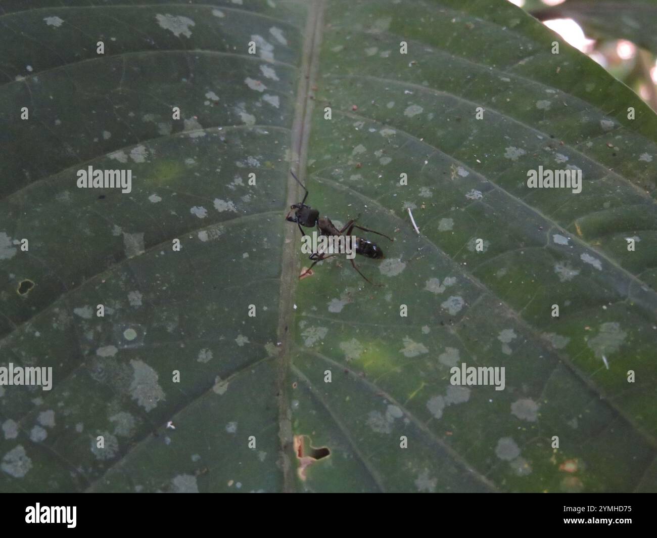 Panther ant hi-res stock photography and images - Alamy
