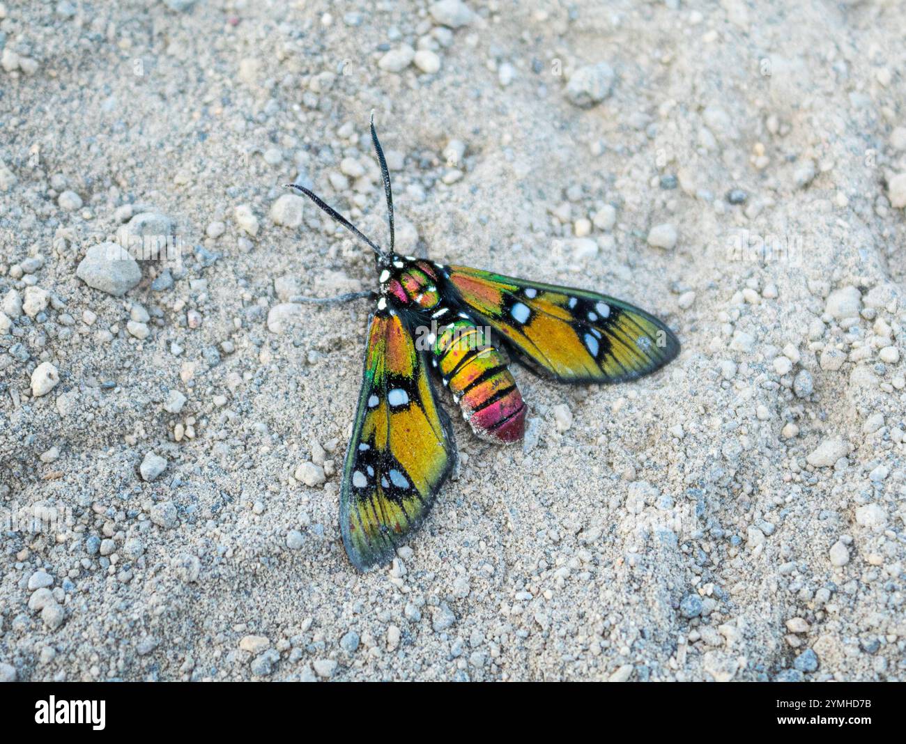 Insecto hermoso hi-res stock photography and images - Alamy