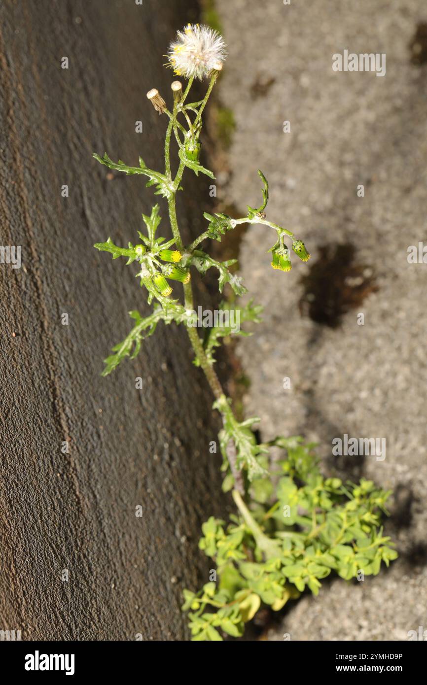 common groundsel (Senecio vulgaris Stock Photo - Alamy