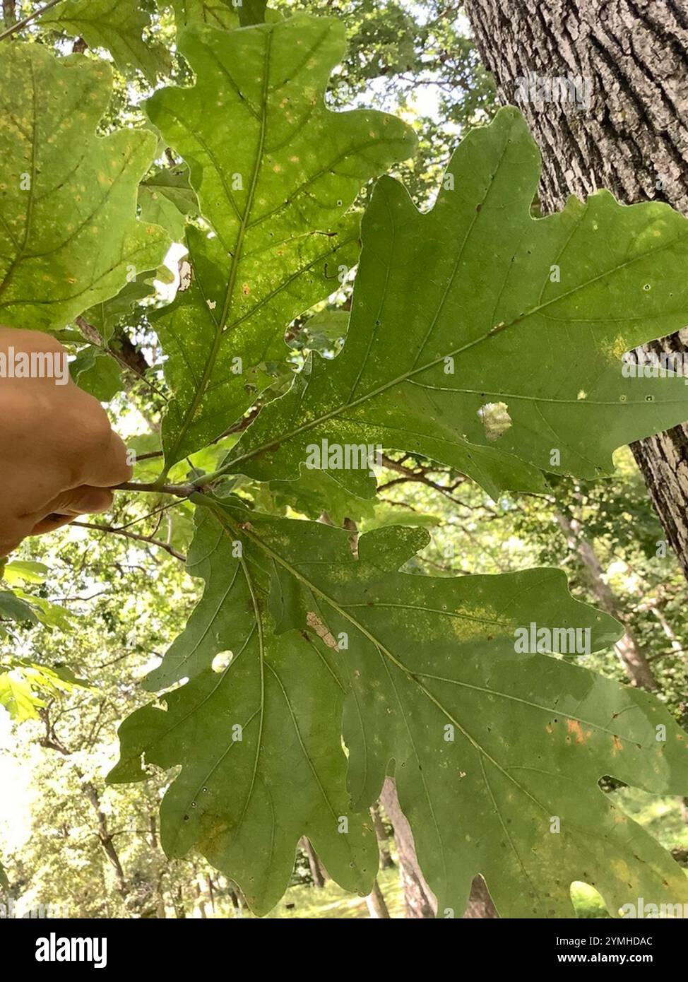white oak (Quercus alba Stock Photo - Alamy