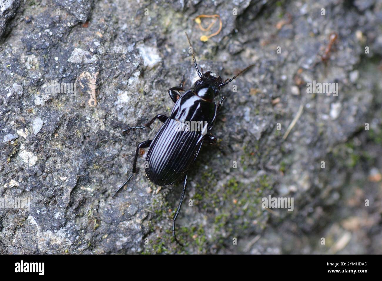 Abax parallelepipedus hi-res stock photography and images - Alamy