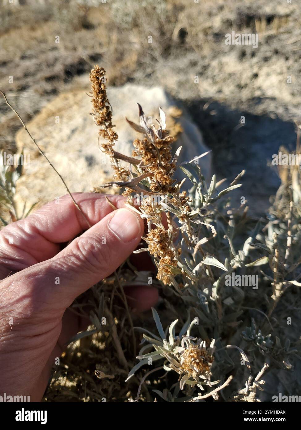 Silver sagebrush artemisia cana hi-res stock photography and images - Alamy