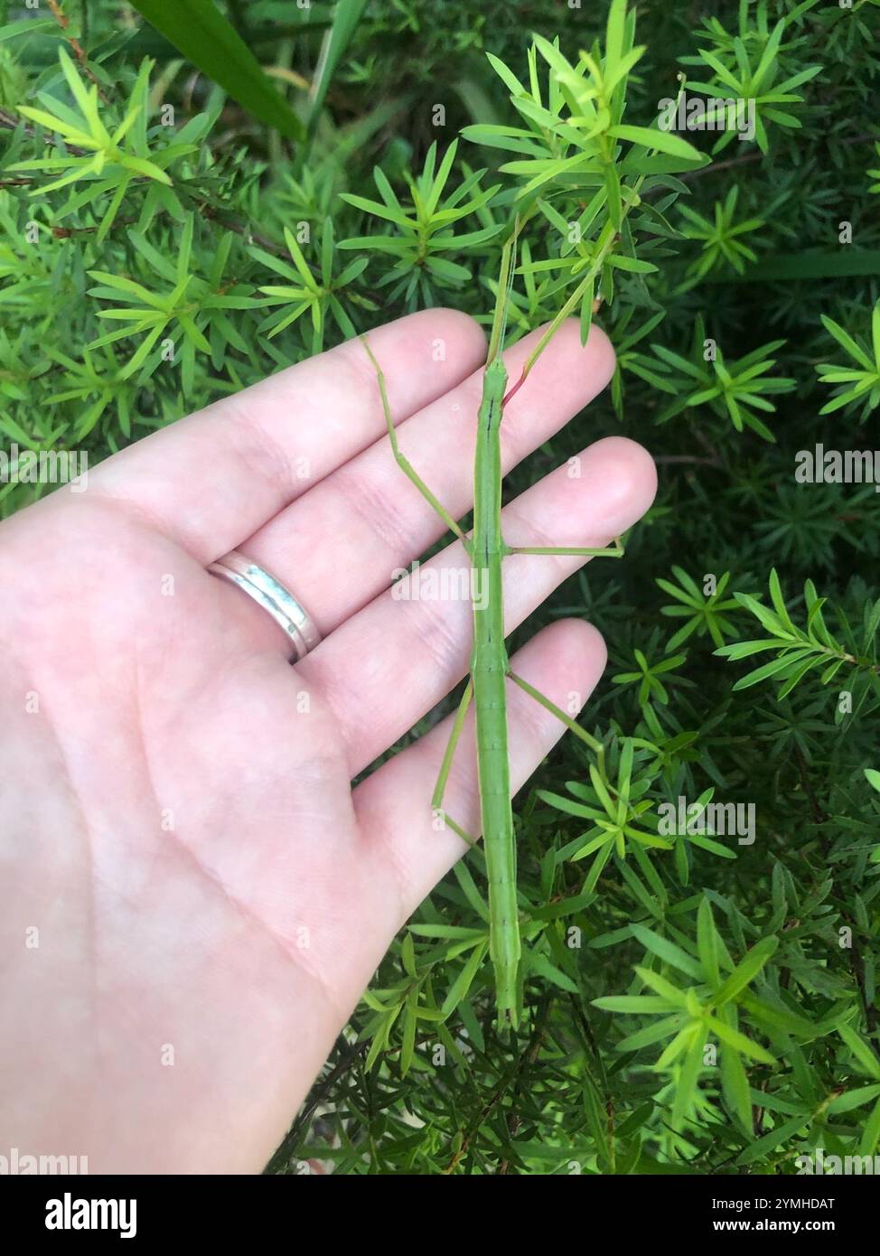 Smooth Stick Insect (Clitarchus hookeri Stock Photo - Alamy
