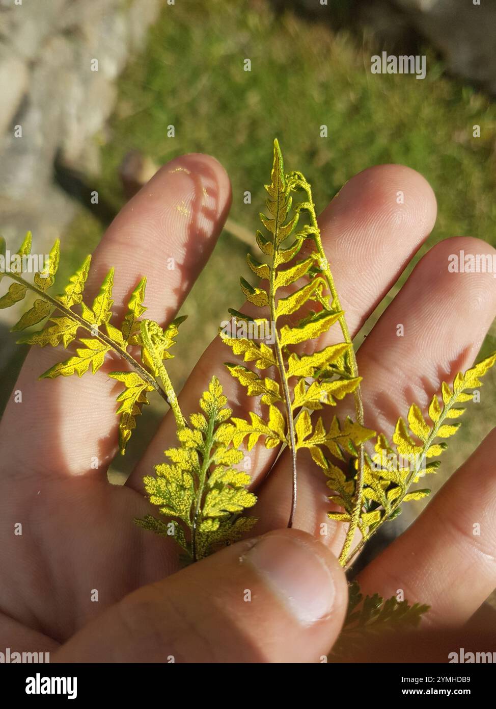 Silverback and Goldback Ferns (Pityrogramma Stock Photo - Alamy