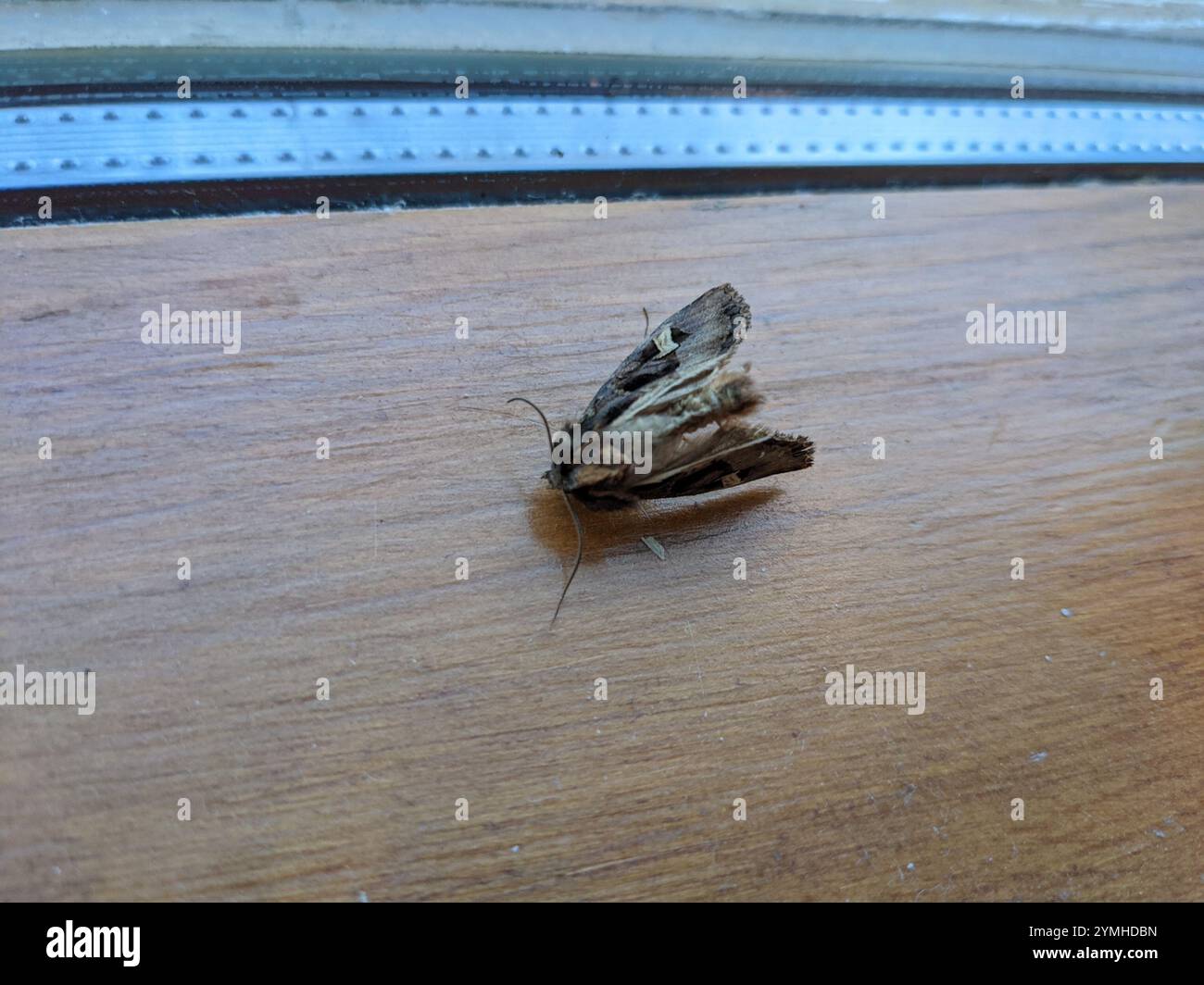 Flame Brocade (Trigonophora flammea Stock Photo - Alamy