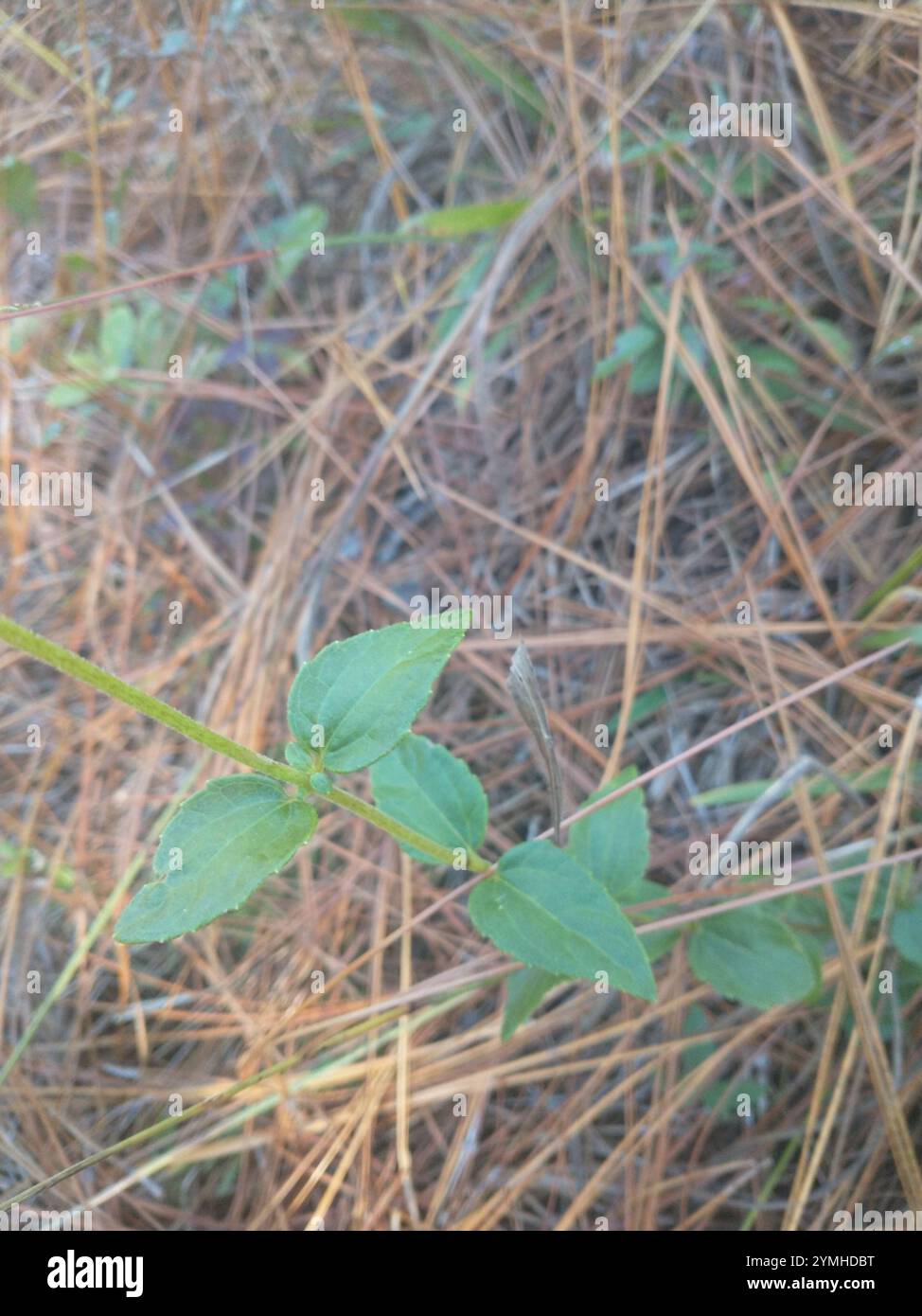 smaller white snakeroot (Ageratina aromatica Stock Photo - Alamy