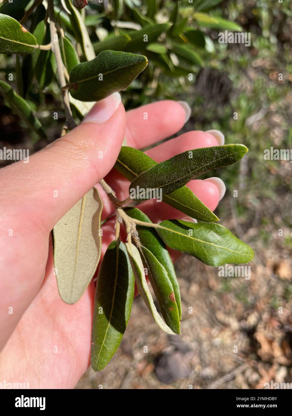 Canyon oak quercus chrysolepis hi-res stock photography and images - Alamy