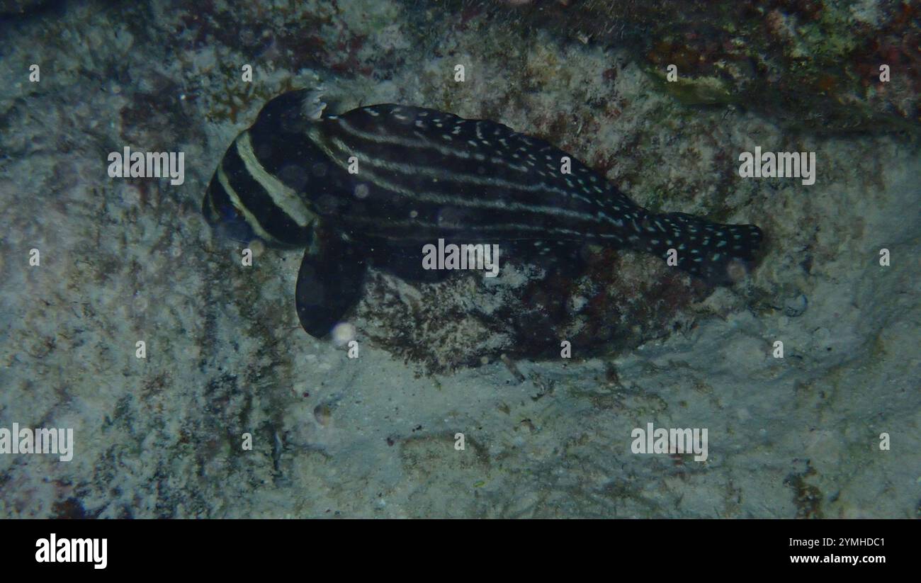 Spotted Drum (Eques punctatus Stock Photo - Alamy