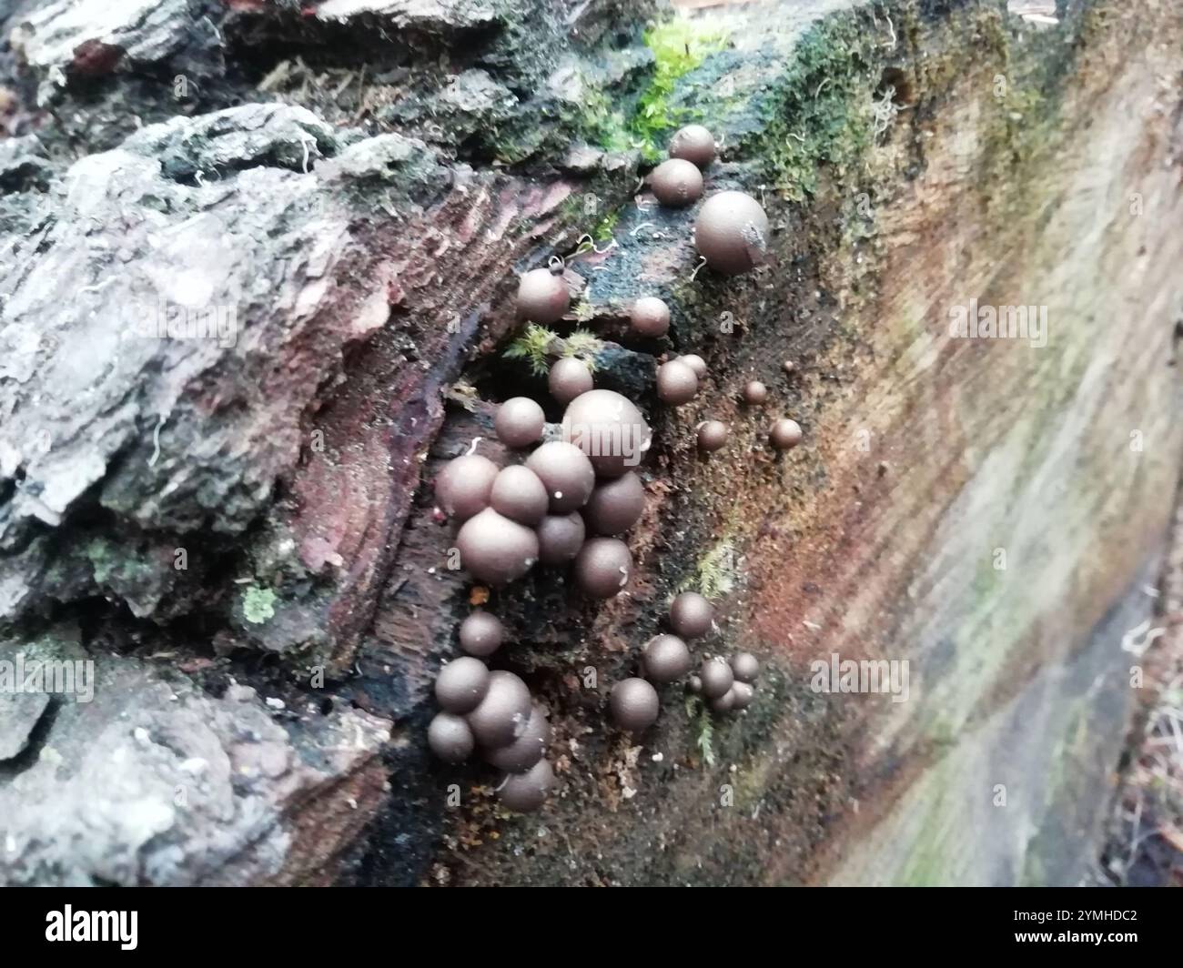 Wolf's Milk (Lycogala epidendrum Stock Photo - Alamy