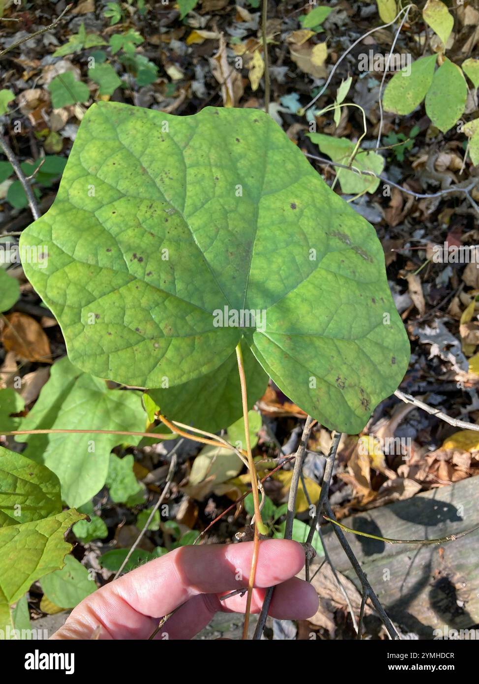 moonseed (Menispermum canadense Stock Photo - Alamy