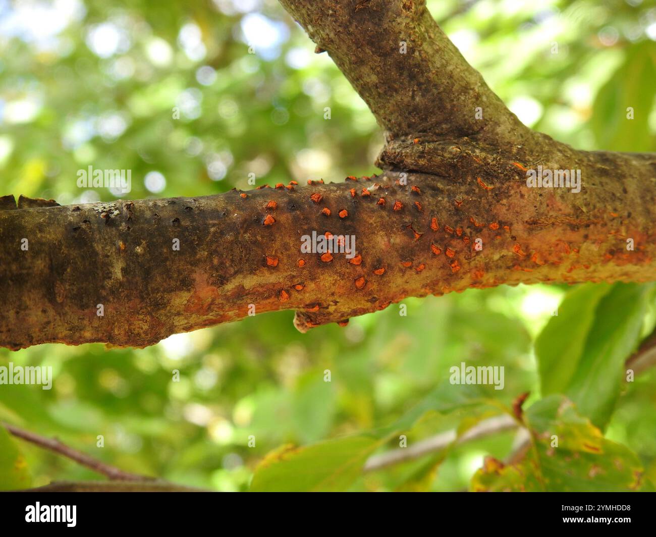 orange hobnail canker (Amphilogia gyrosa Stock Photo - Alamy