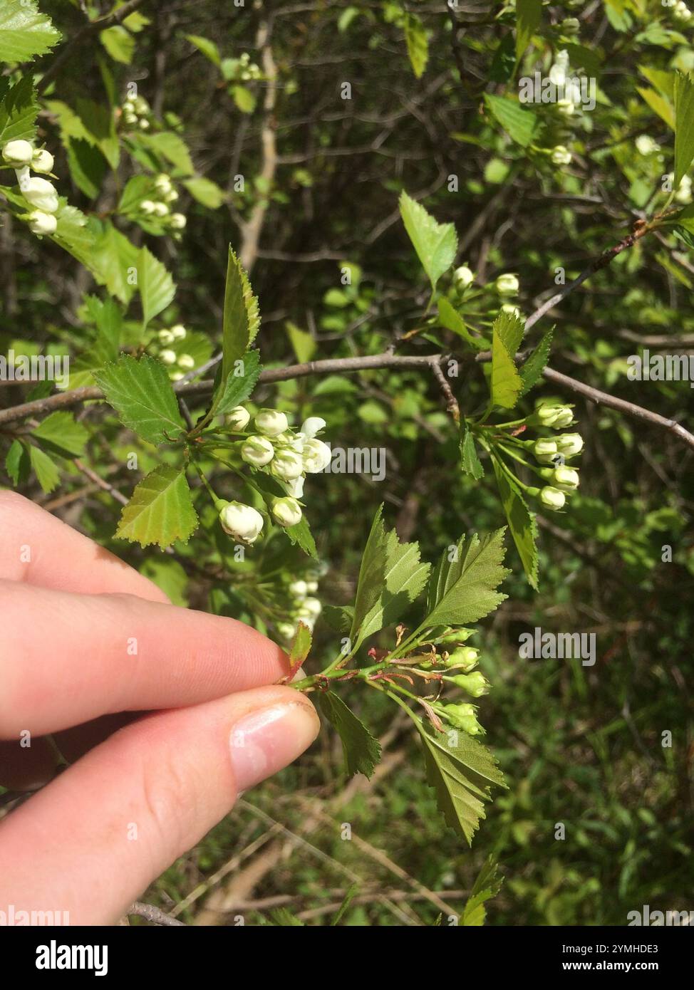 Glabrous-fruit Fireberry Hawthorn (Crataegus chrysocarpa phoeniceoides ...
