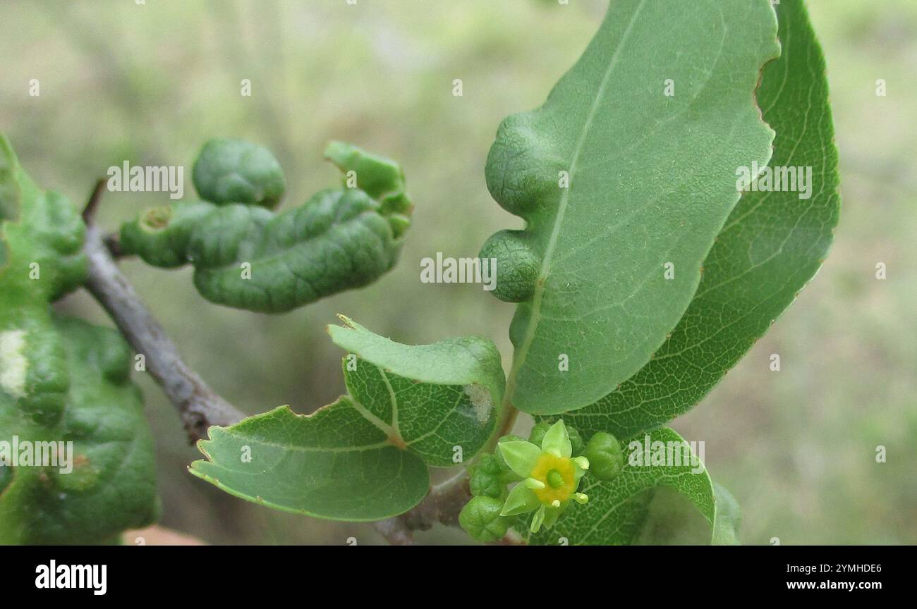 buffalo-thorn (Ziziphus mucronata Stock Photo - Alamy