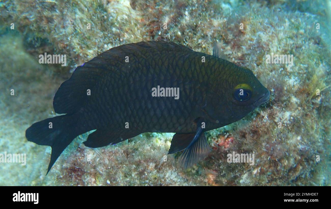 Longfin damselfish hi-res stock photography and images - Alamy