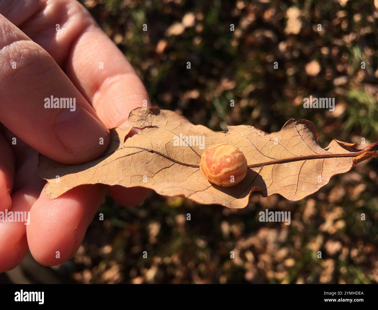 Striped Pea Gall Wasp (Cynips longiventris Stock Photo - Alamy
