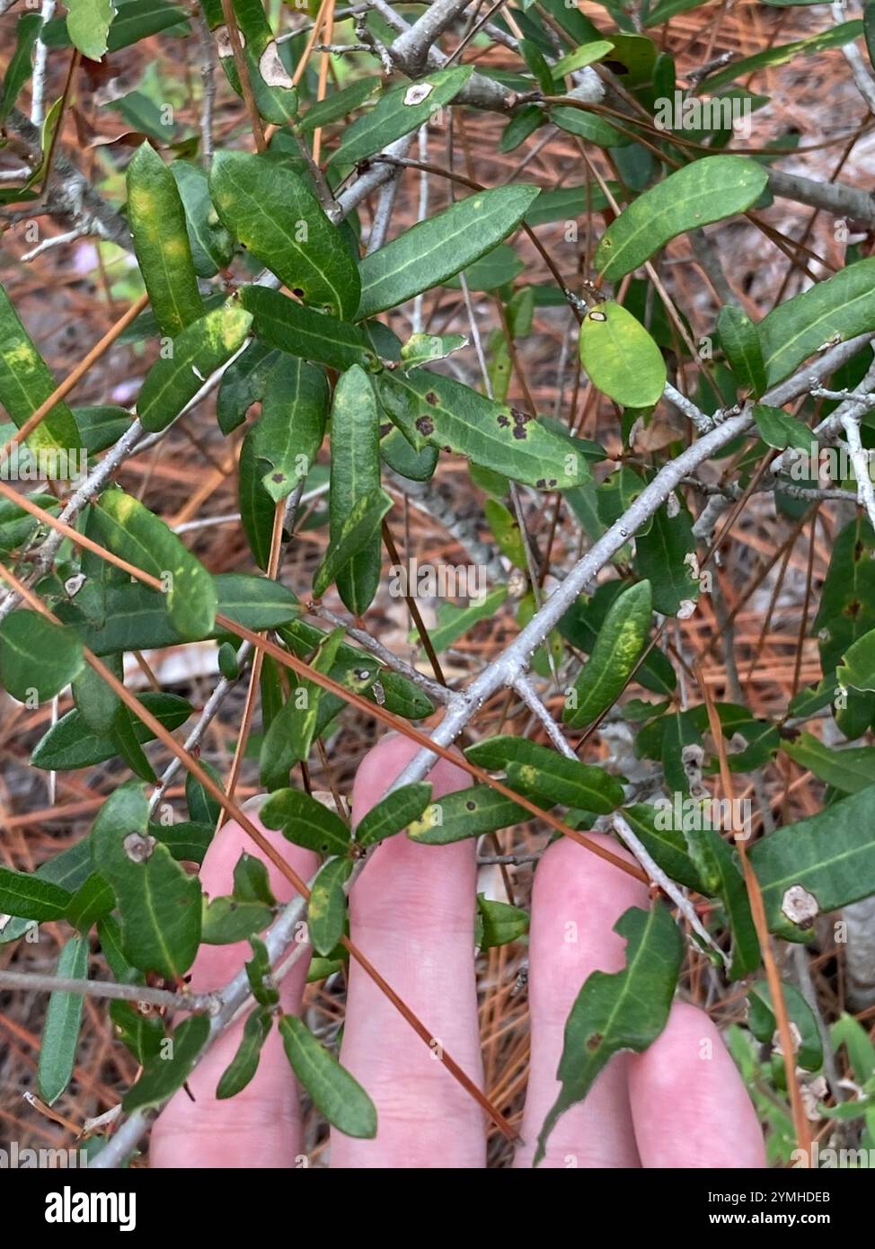 dwarf live oak (Quercus minima Stock Photo - Alamy
