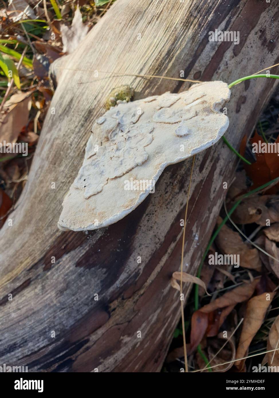 Lumpy Bracket (Trametes gibbosa Stock Photo - Alamy