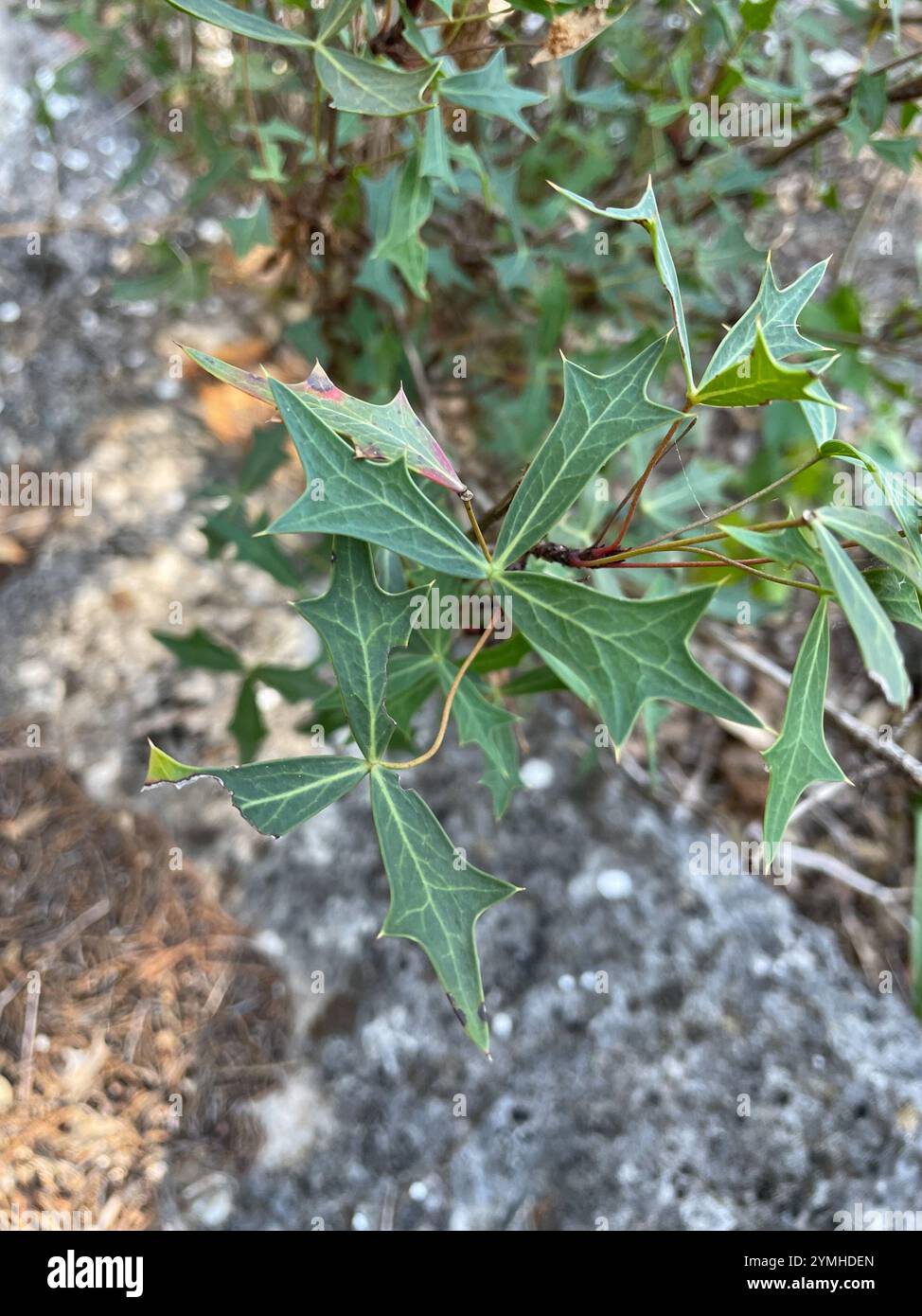 Agarita hi-res stock photography and images - Alamy