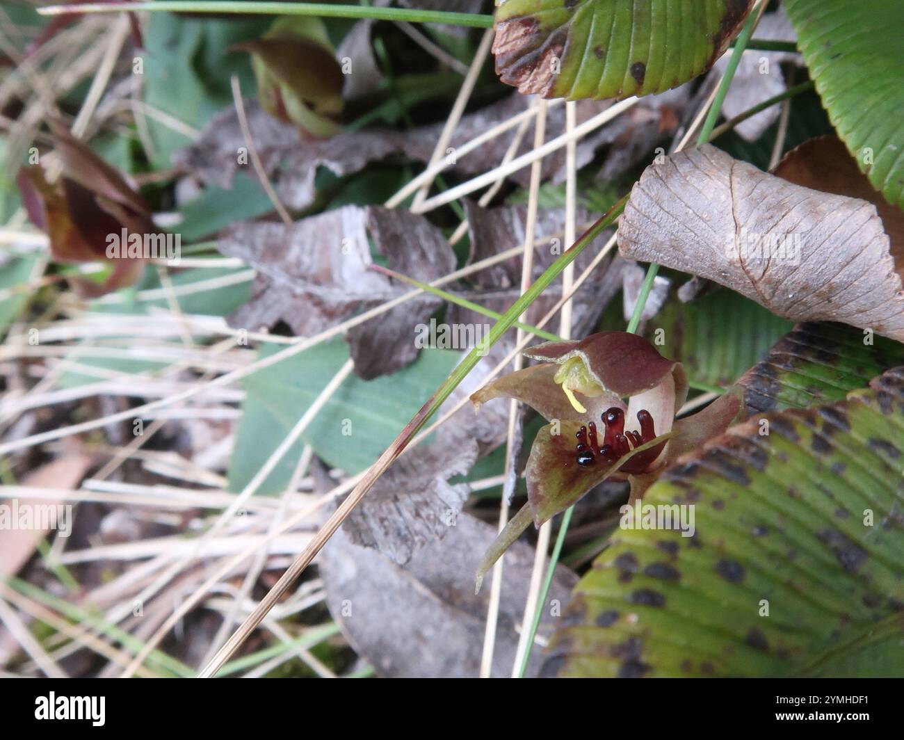 three-horned bird orchid (Chiloglottis triceratops Stock Photo - Alamy