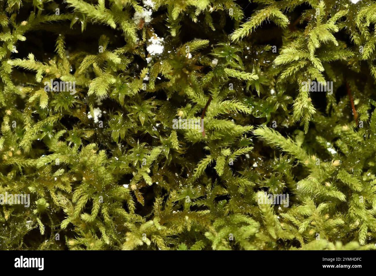 Bolander's claopodium moss (Claopodium bolanderi Stock Photo - Alamy