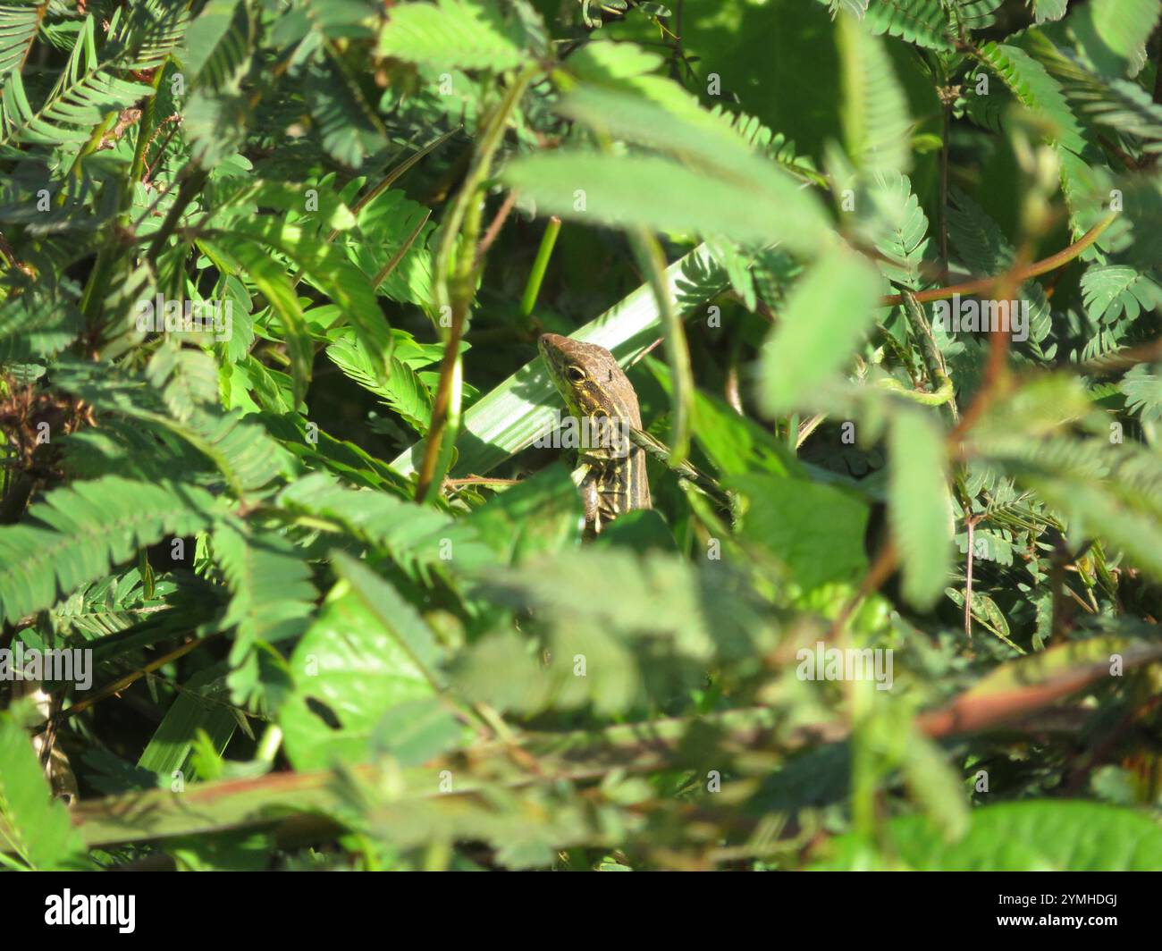 Rainbow whiptails (Cnemidophorus Stock Photo - Alamy