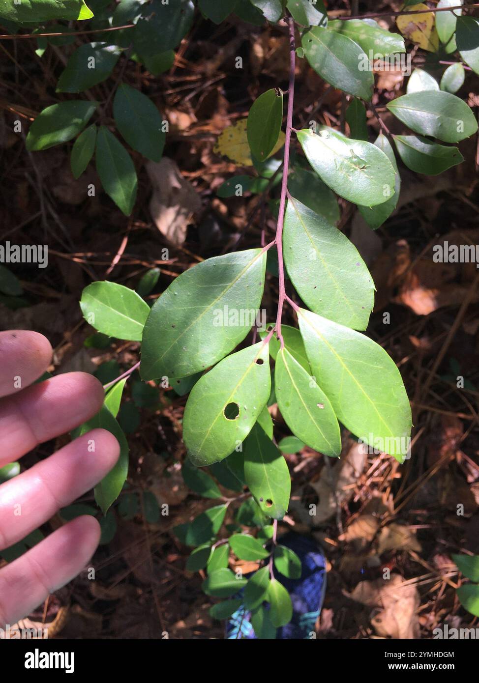 Large Gallberry (Ilex coriacea Stock Photo - Alamy